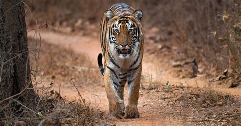 Tiger im WWF-Artenlexikon: Zahlen & Fakten