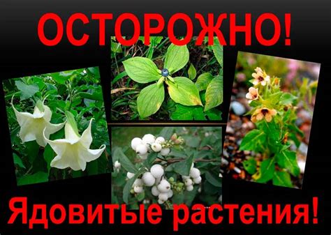 Ядовитые растения: опасность, вред, фото с описанием.