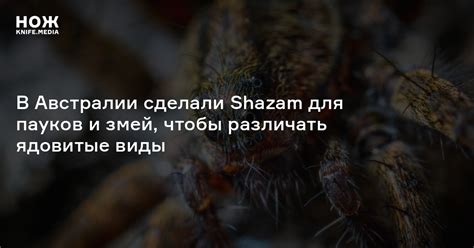 В Австралии сделали Shazam для пауков и змей, чтобы различать ядовитые ...