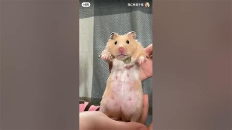 хомяк покорил тик ток 1900000000 просмотров #hamsters #shorts - YouTube
