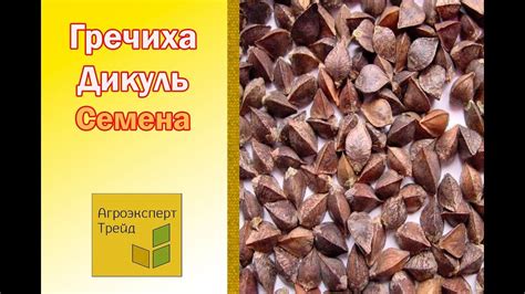 Видео - 💮 Дикуль Семена гречки посевной сорт 💮 от АГРОЭКСПЕРТ ТРЕЙД ...