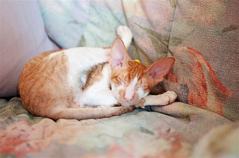 КОТойога: kotofoto — LiveJournal