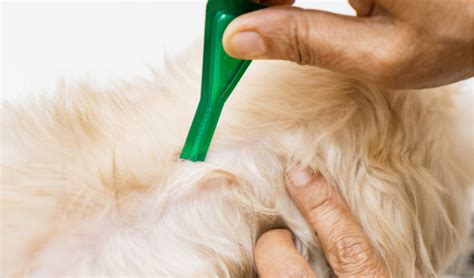 Pyriproxyfen in Veterinary Medicine - Facts and Information