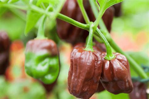 Chocolate Habanero: Twice The Spice Of A Regular Habanero