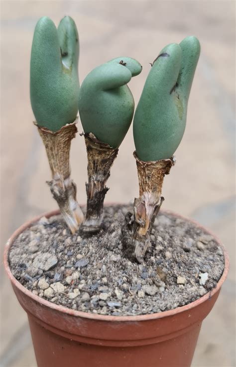 Conophytum frutescens