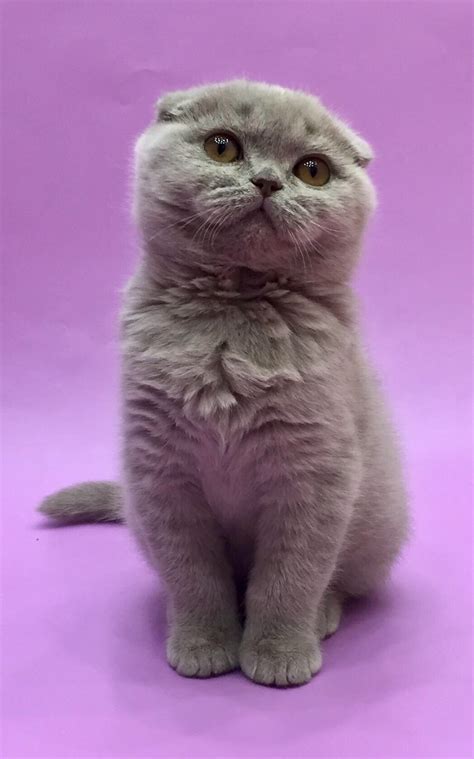 Шотландский Вислоухий котенок. Домашние животные