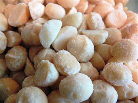 Макадамия – дерево и древесина – Macadamia integrifolia