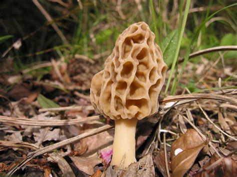 Гриб Сморчок съедобный Morchella esculenta - купить мицелий грибов в ...