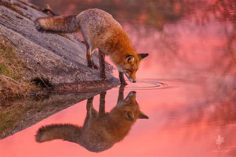 Pink Paradise by thrumyeye on DeviantArt
