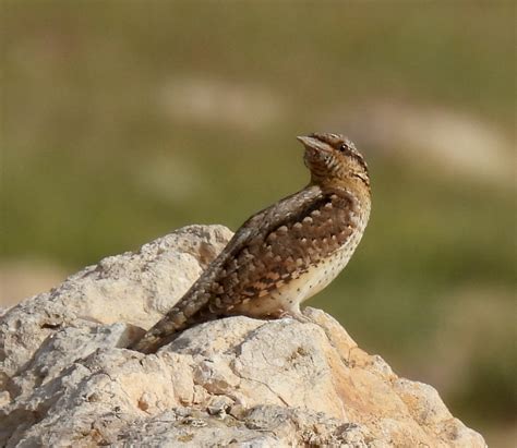 Woodpeckers