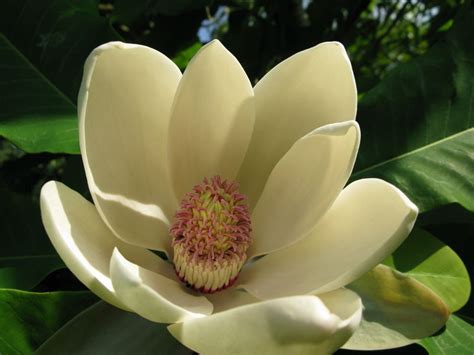 Магнолия лекарственная (лат. Magnolia officinalis). Энциклопедия ...
