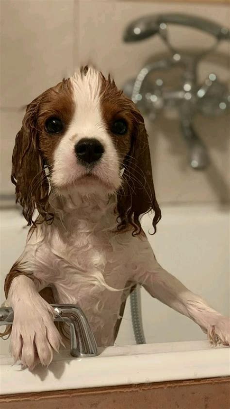 30 best dog names for cute cavalier king charles spaniels pictures ...