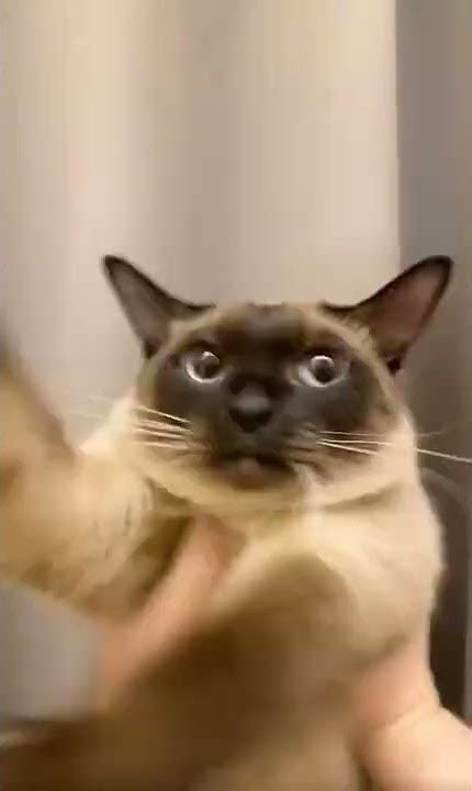 Кот Вертолет - YouTube