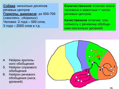 Мозг: как он устроен и работает - презентация онлайн