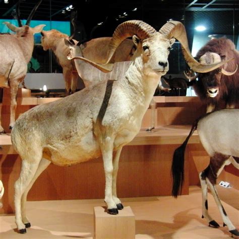 Argali, Arkhar - Wildlife in Uzbekistan