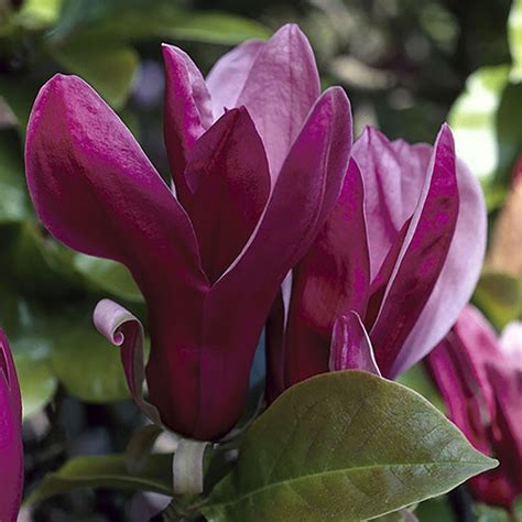 МАГНОЛИИ: MAGNOLIA BLACK BEAUTY - Магнолия Черная Красотка