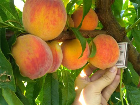 Персик редхейвен peach redhaven