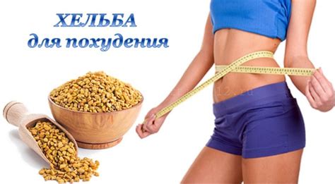 Пажитник что это такое, лечебные свойства, как вырастить на своем участке