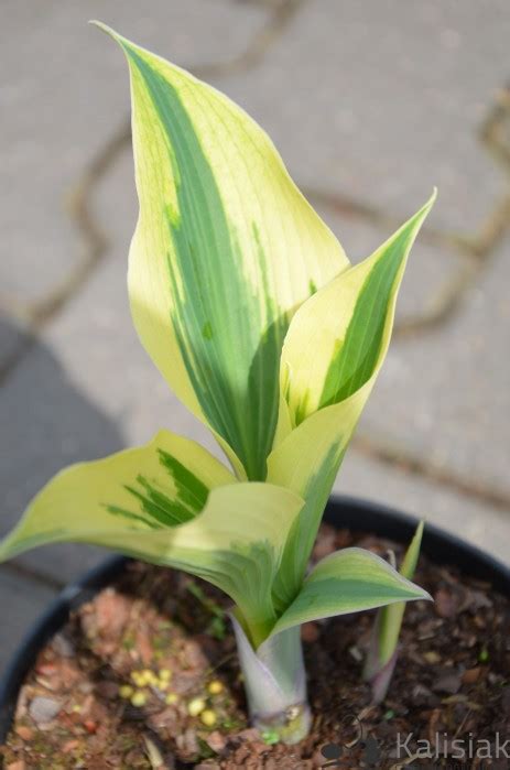 Hosta 'Firn Line' Funkia