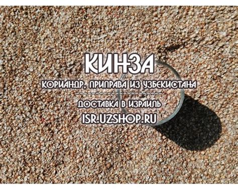 Кинза, кориандр - приправа для блюд. Купить кинзу