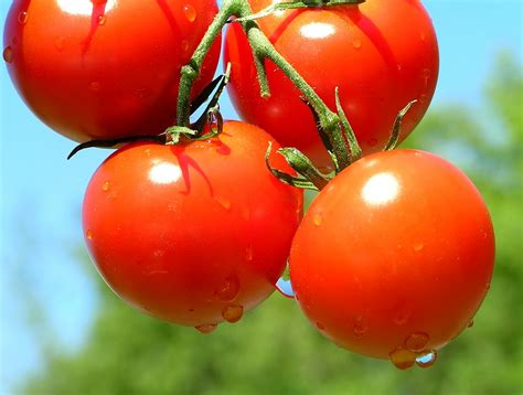 Вкусный томат Красным-красно: 10 показателей для всей семьи - Все о ...