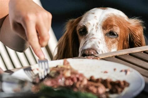 Can Dogs Eat Lunch Meat?