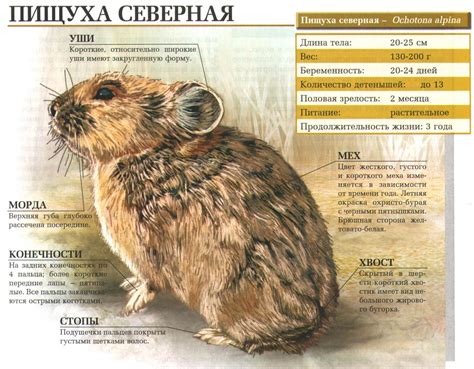 Пищуха северная (Ochotona alpina). Общая информация. Сайт о животных ...
