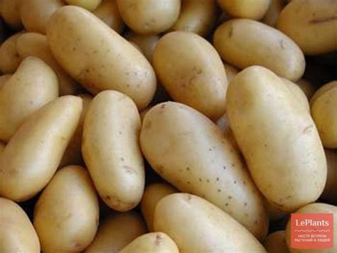 Картофель 'Агрия' — описание сорта, характеристики | на LePlants.ru