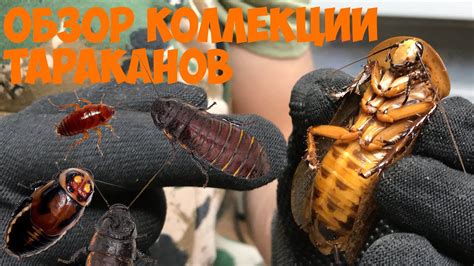 Обзор коллекции тараканов. Содержание и разведение - YouTube