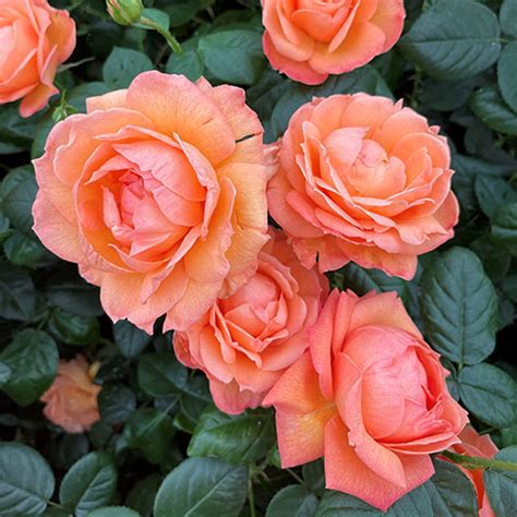 Rose Lady Marmalade 3L-4L potted | Gardening Direct