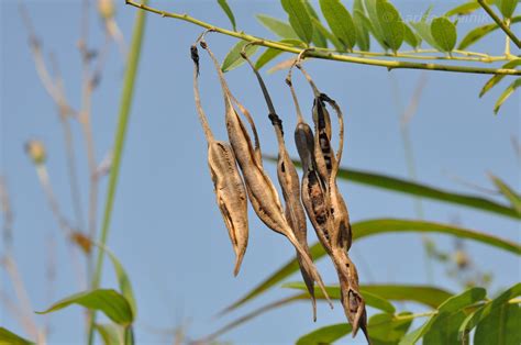 Sophora flavescens - Изображение особи - Плантариум