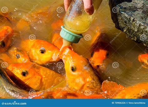 Hungry Fish Stock Image | CartoonDealer.com #105757543