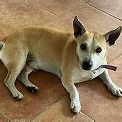 Adopt | Miracles For Satos R