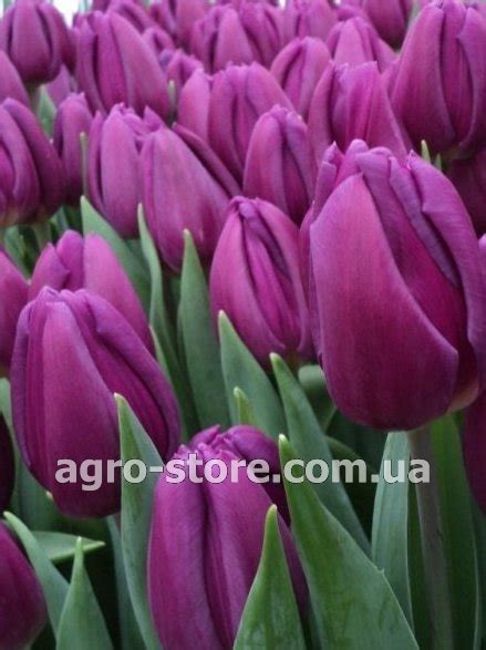 Голландия - Тюльпан Триумф Purple Flag (Перпл Флаг) - Купить семена ...