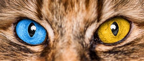 "Ми розчаровані": у Новій Зеландії скасували дитячий конкурс із ...