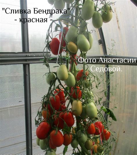 Томат Сливка Бендрика: описание сорта, ОТЗЫВЫ, фото, характеристика ...