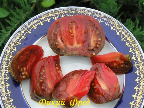 Томат Дикий Фред: описание сорта, ОТЗЫВЫ (13), фото, урожайность
