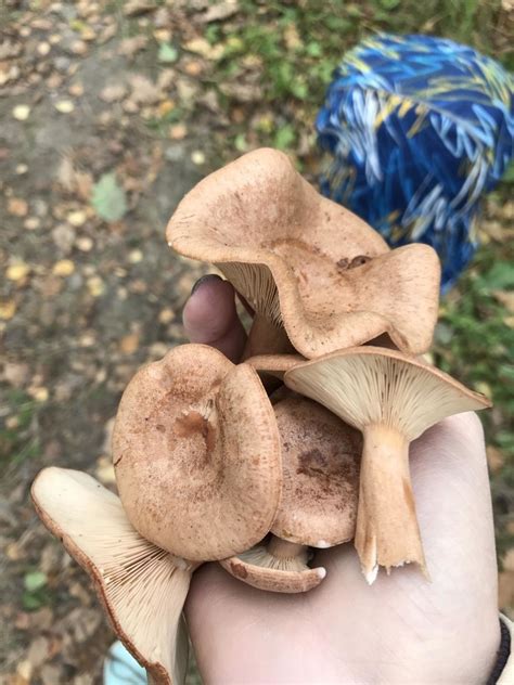 Млечник дубовый (Lactarius quietus) фото и описание