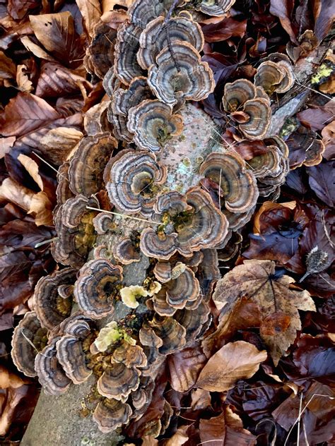 Trametes Fr., 1836