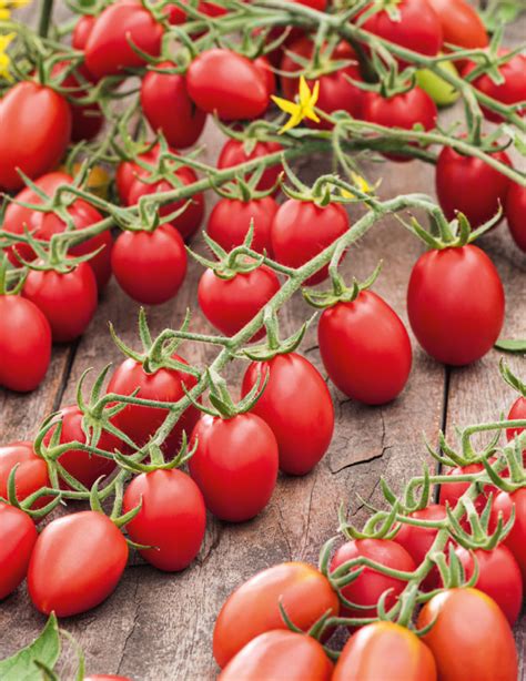 Juliet Tomato Seeds | Mr Fothergill's