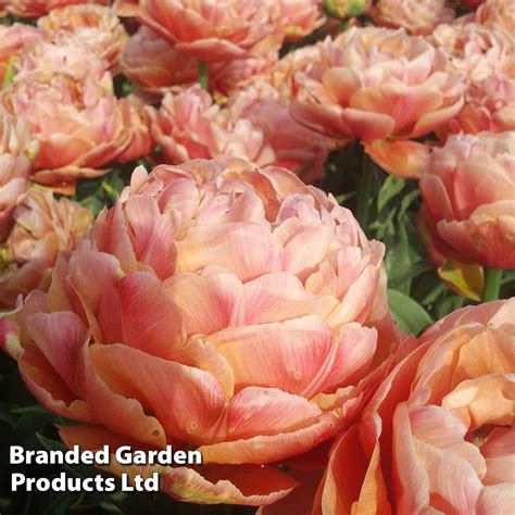 Tulip 'Copper Image' | Suttons