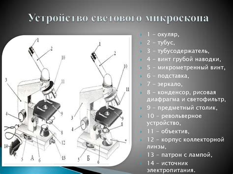 Устройство световых микроскопов и техника микроскопирования ...