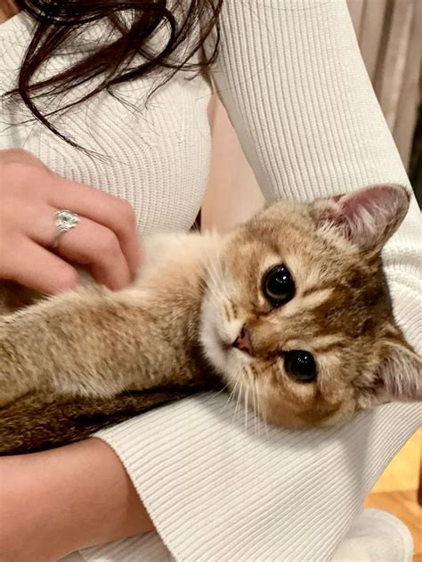 Милый котенок манчкин Морис | Munchkin cat, Baby cats, Cat breeds