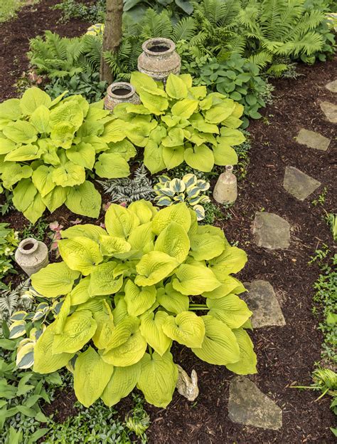 Shadowland® 'Coast to Coast' - Hosta hybrid | Proven Winners