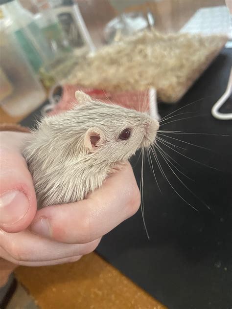 Baby Raksha : r/gerbil