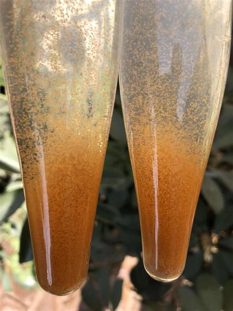 Premium Shrimp Feed Artemia Cysts Brine Shrimp Eggs with 60% Protein ...