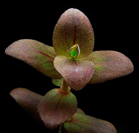 Ротала хра (Rotala HRA) | Аквариумные растения - рыбки