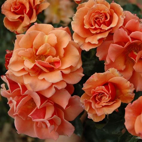 Ann Henderson | Roses' Name