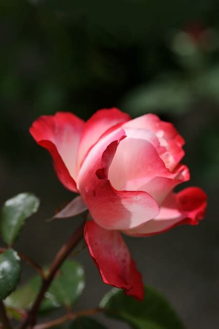 Rose Blossom Noble - Free photo on Pixabay