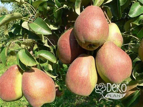 Груша Изюминка Крыма - Груша - Саженцы роз, ягодных, фруктовых и ...